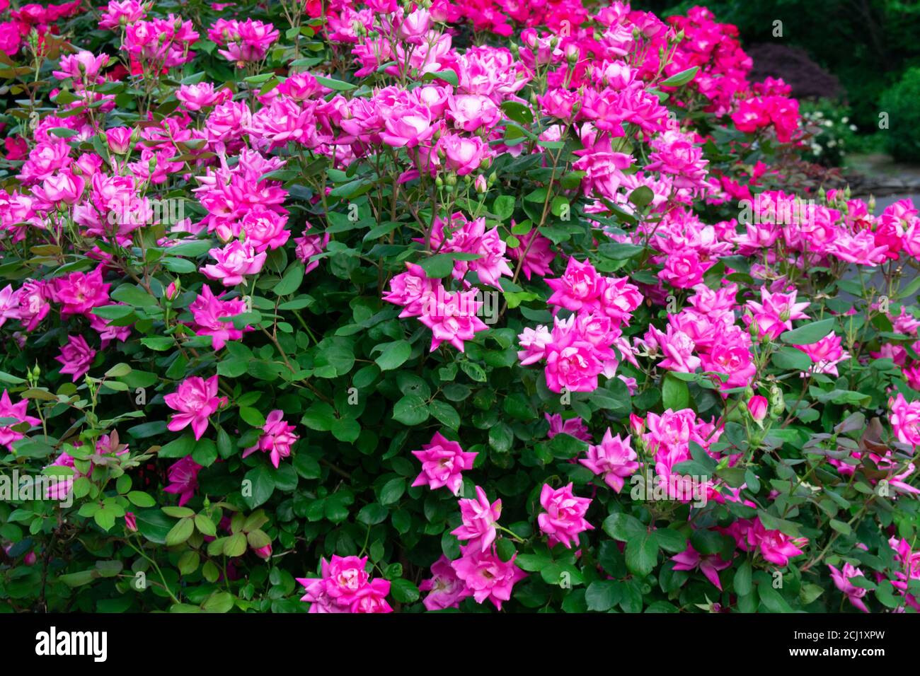 Bright green bush hi-res stock photography and images - Alamy