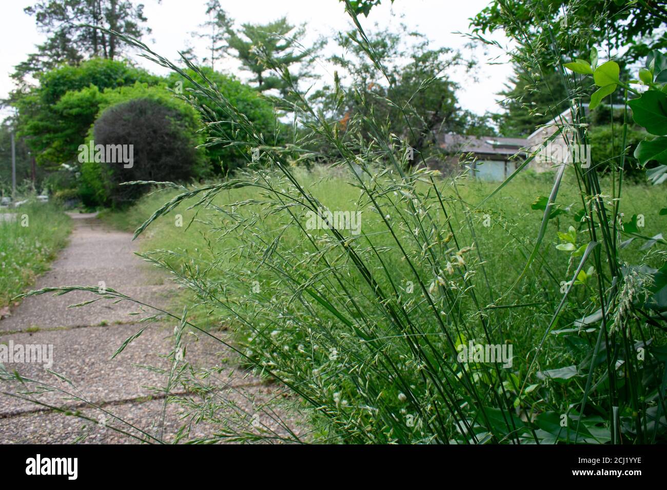 Overgrown lawn hi-res stock photography and images - Alamy