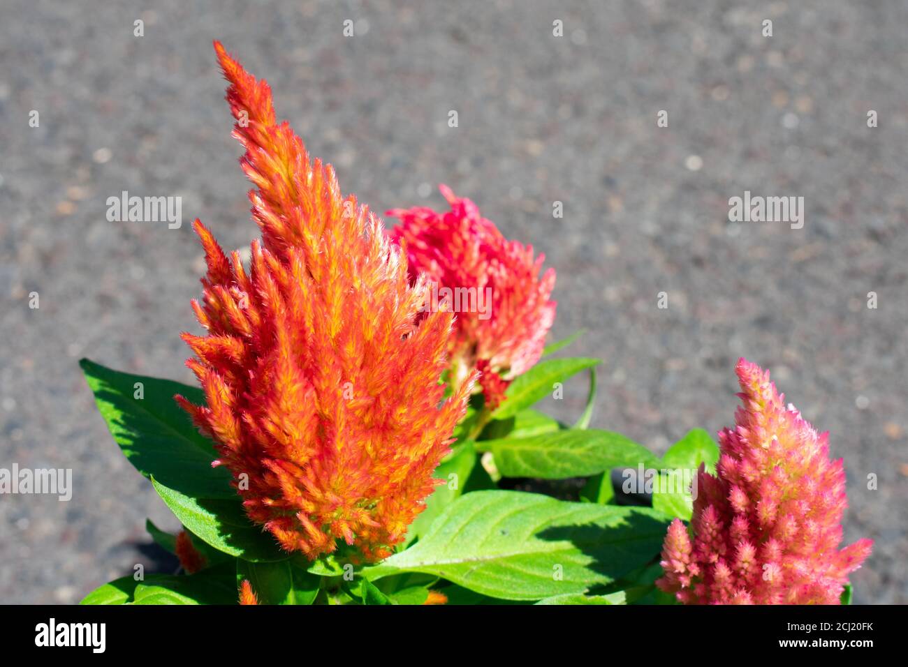 Petal round orange hi-res stock photography and images - Alamy