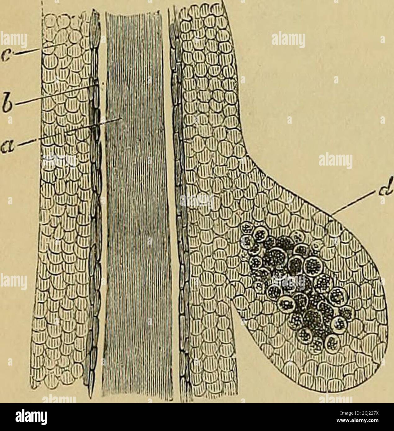 Budding anatomy hi-res stock photography and images - Alamy