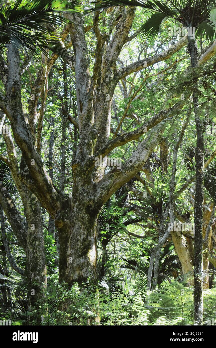 Vertical shot of tree foliage and dense bushes in a tropical jungle ...