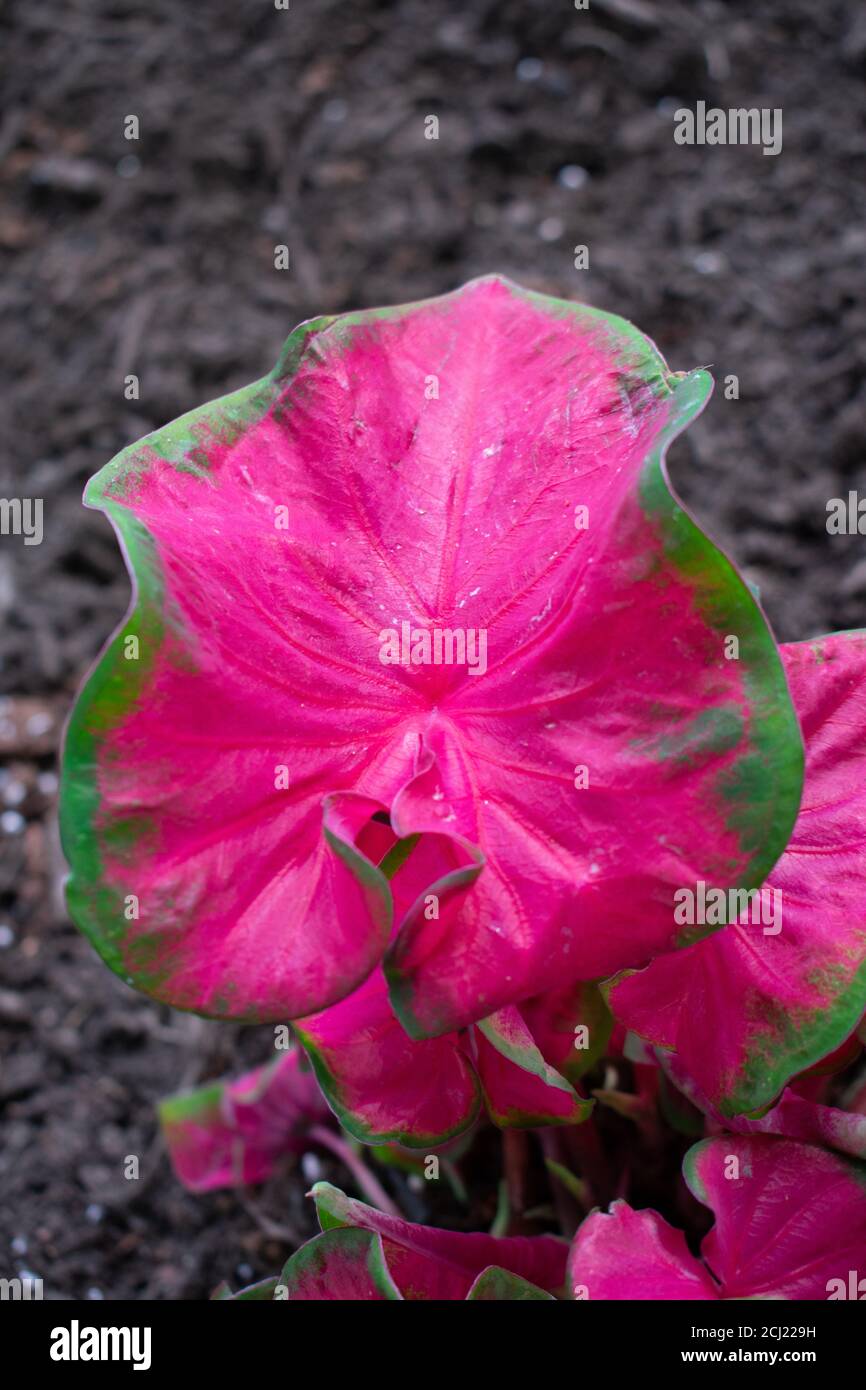 Leaf edges in detail hi-res stock photography and images - Alamy