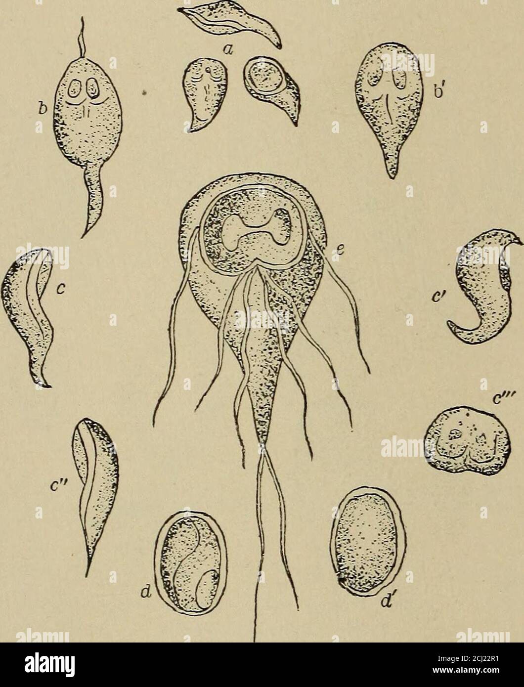 . A manual of clinical diagnosis by means of microscopical and chemical ...