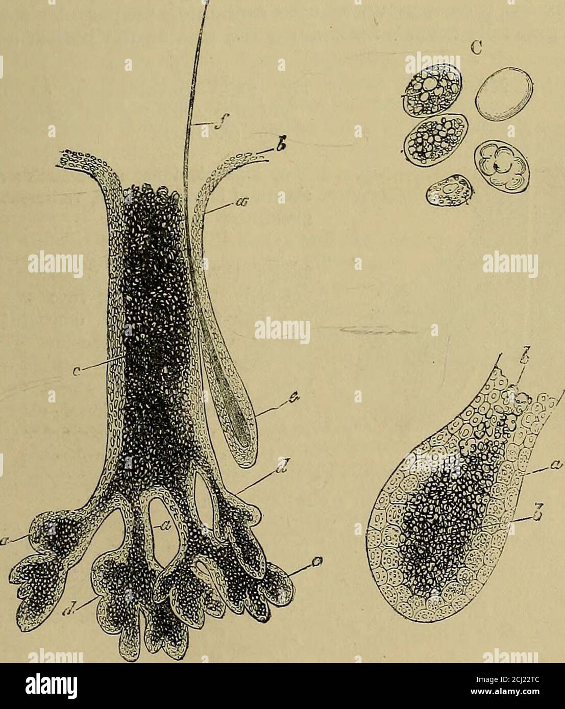 . Quain's elements of anatomy . s prolonged above between the corium ...