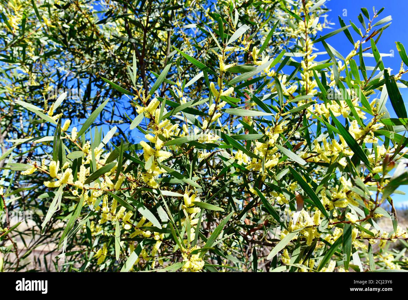 Wattle tree south australia hi-res stock photography and images - Alamy