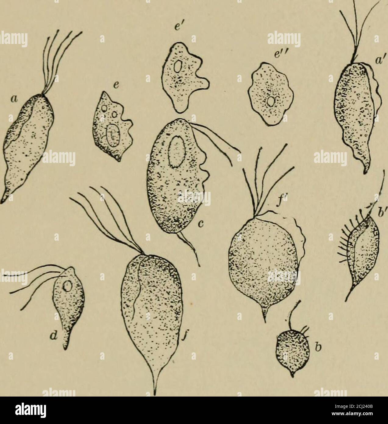 . A manual of clinical diagnosis by means of microscopical and chemical ...
