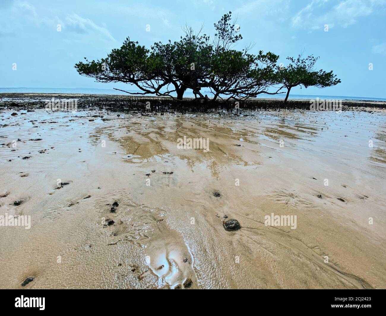 Wet tree branch on rocky hi-res stock photography and images - Alamy