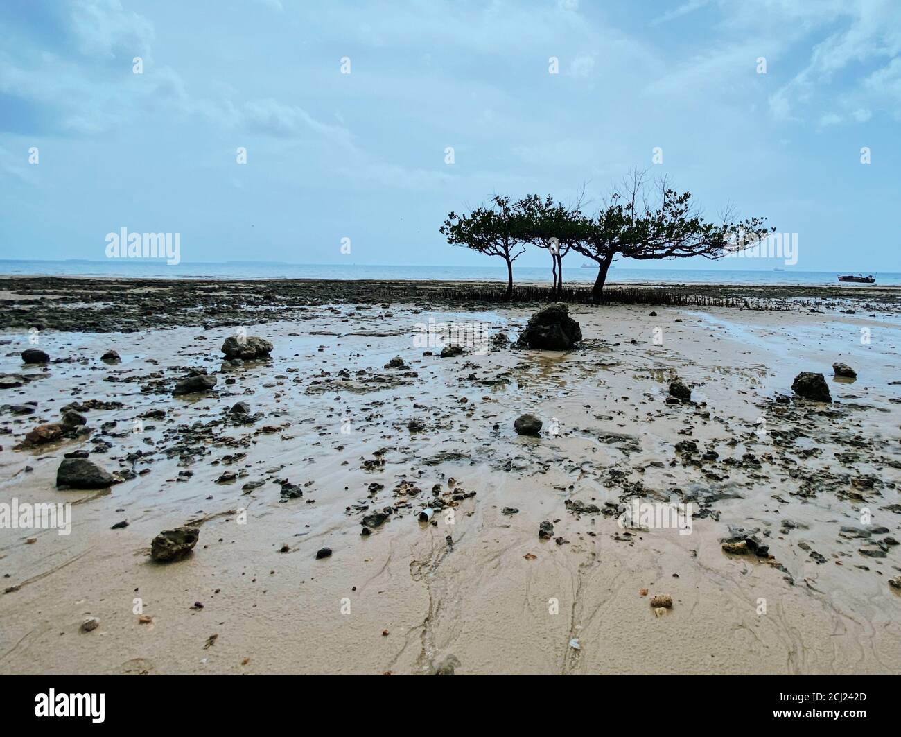 Wet tree branch on rocky hi-res stock photography and images - Alamy