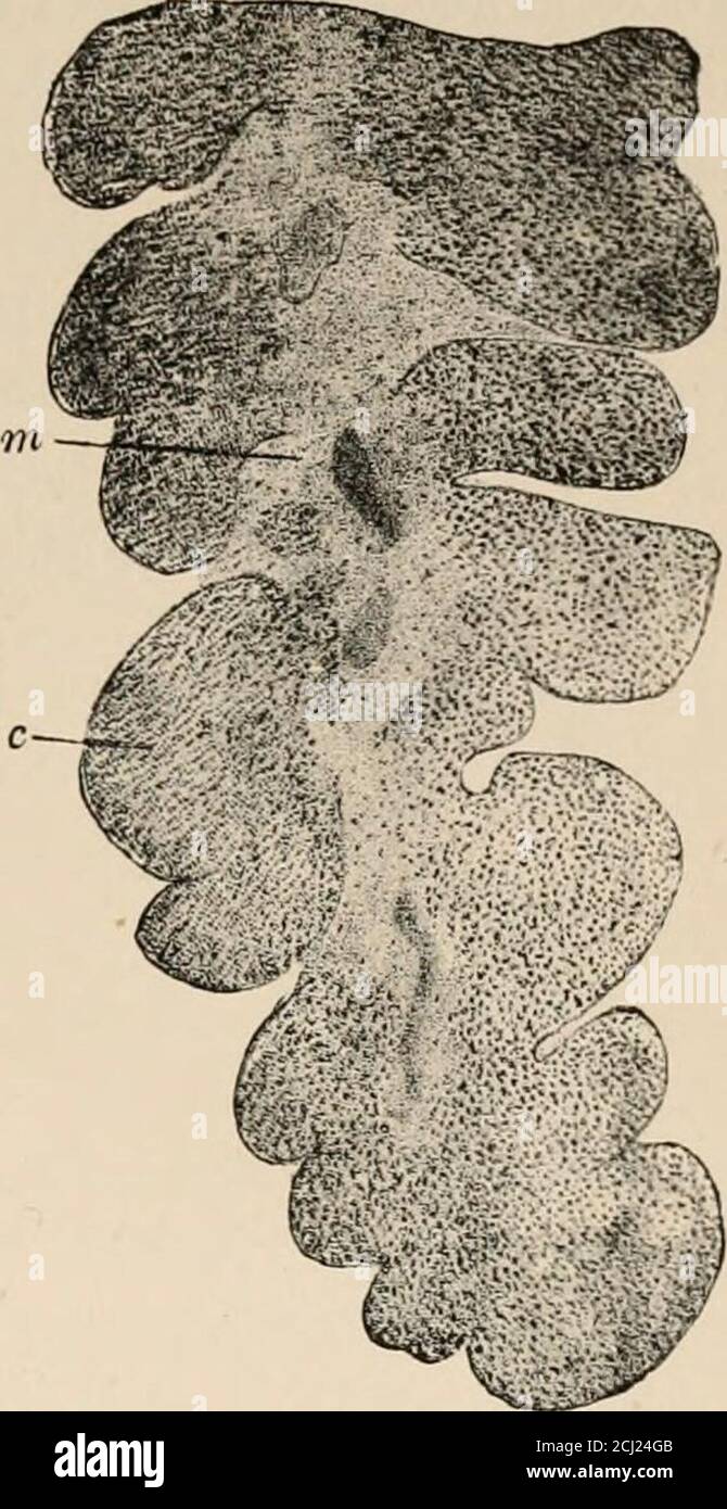 . The endocrine organs; an introduction to the study of internal ...