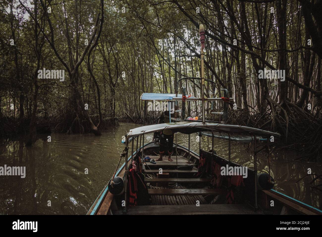 Beautiful shot of a swamp scenery from the boat Stock Photo - Alamy