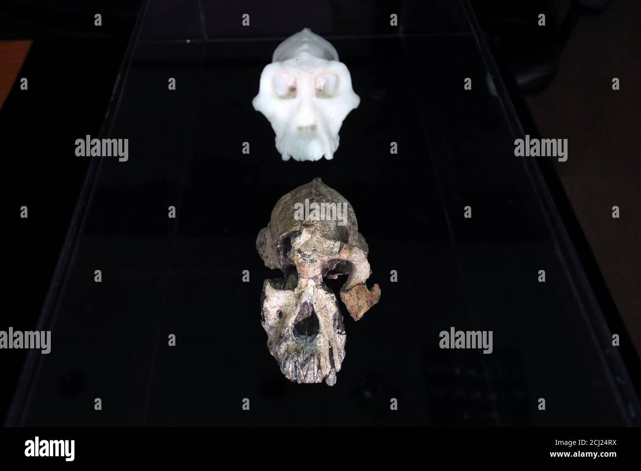 Australopithecus Anamensis High Resolution Stock Photography and Images ...