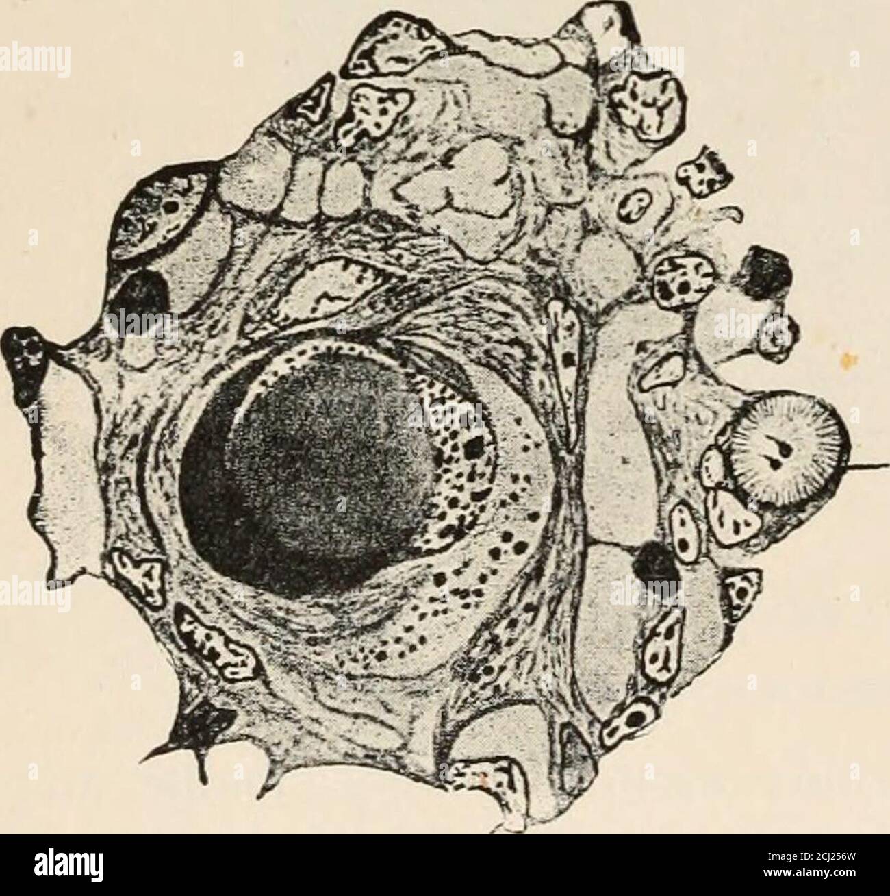 The internal organs of a child hi-res stock photography and images - Alamy