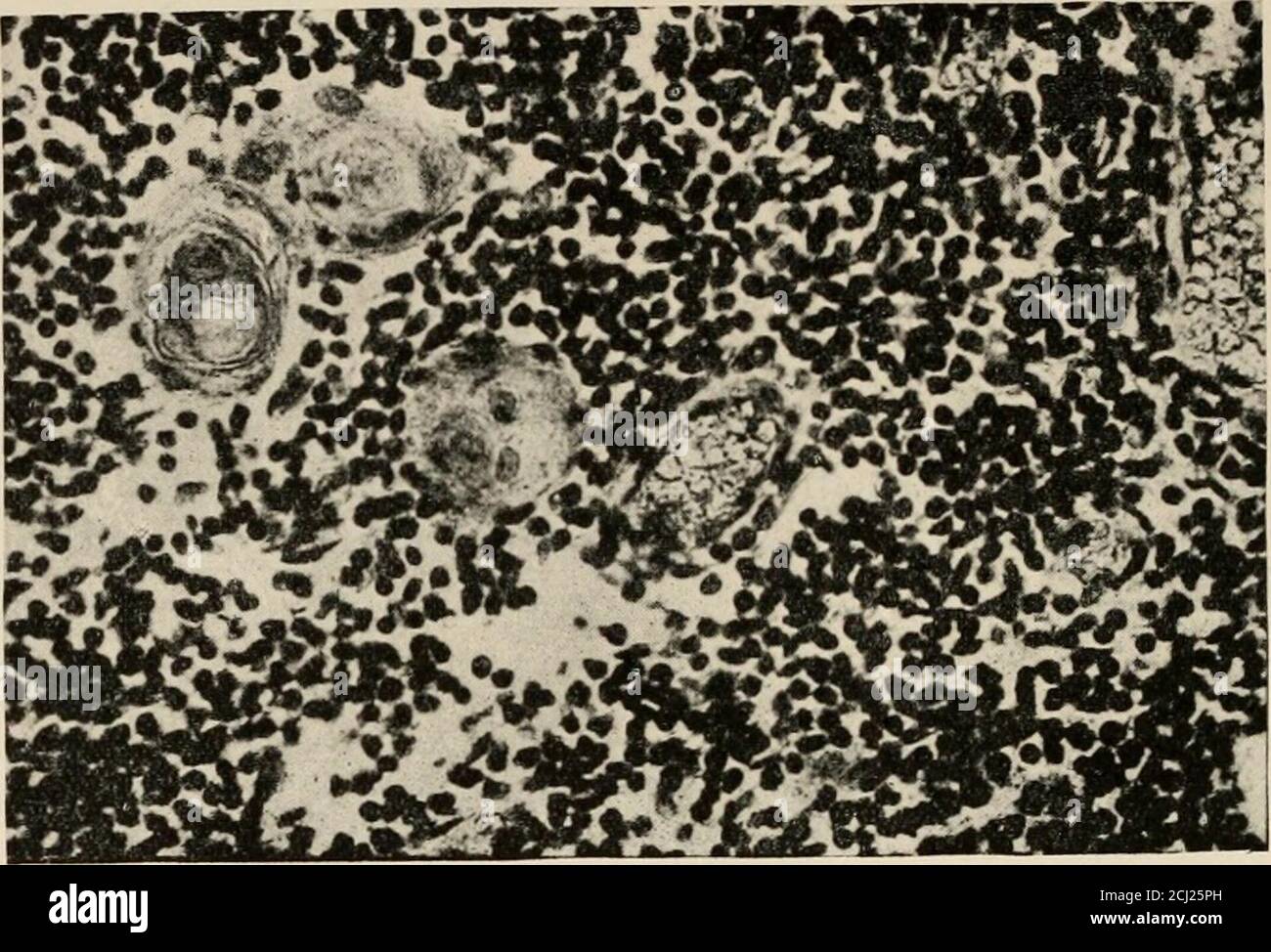 . The endocrine organs; an introduction to the study of internal ...