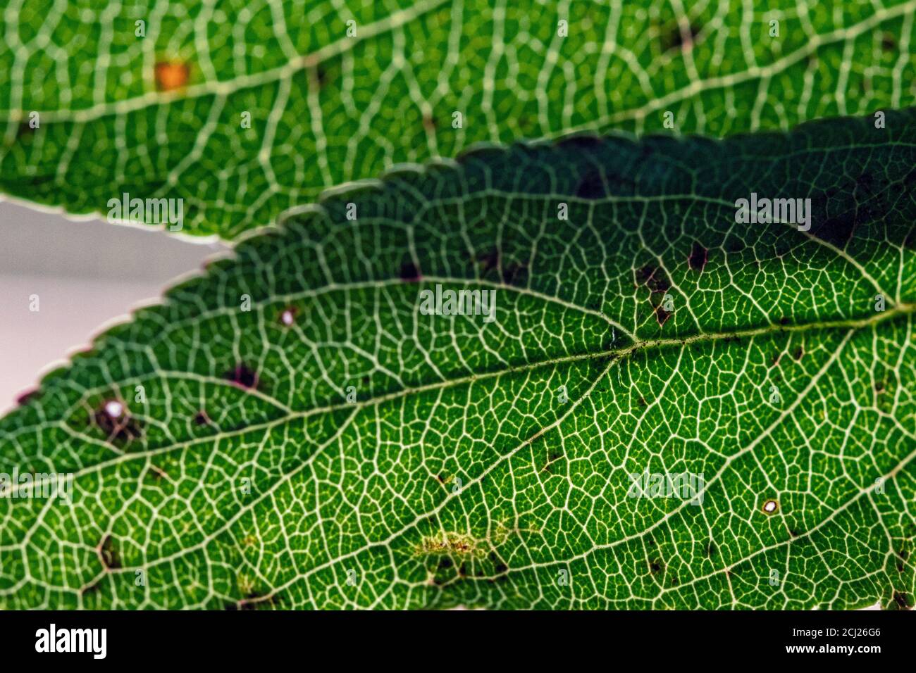 This macro shot of overlapping apple tree leaves (Malus domestica) is ...