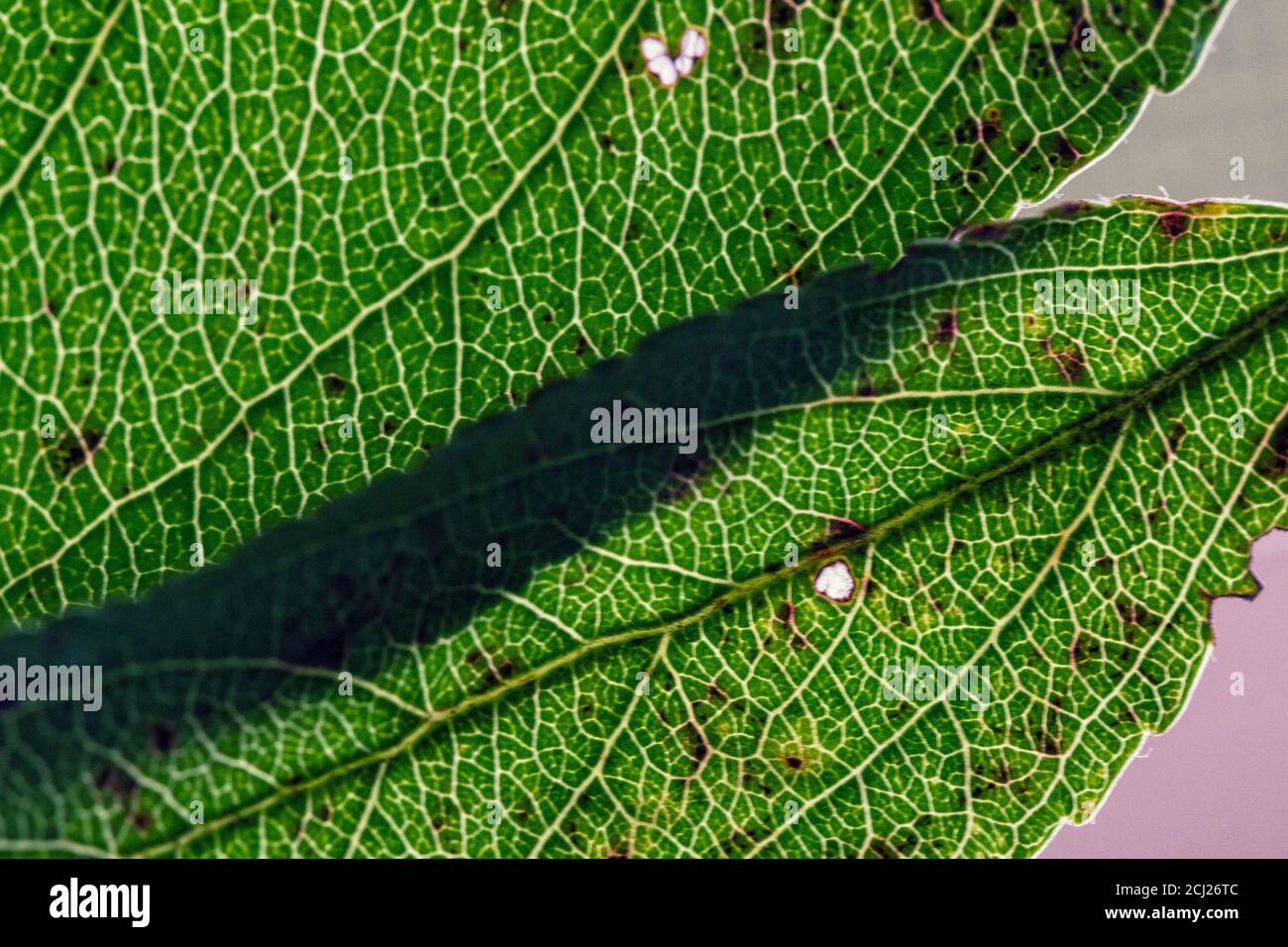 Netted veins hi-res stock photography and images - Alamy