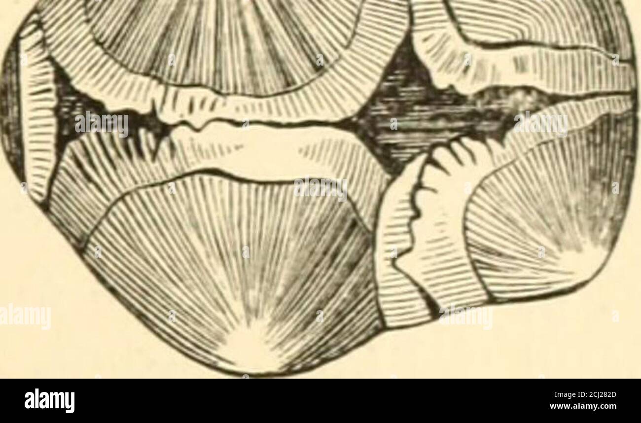. The science and art of midwifery . Fig. %.—Lateral view of fetalskull ...