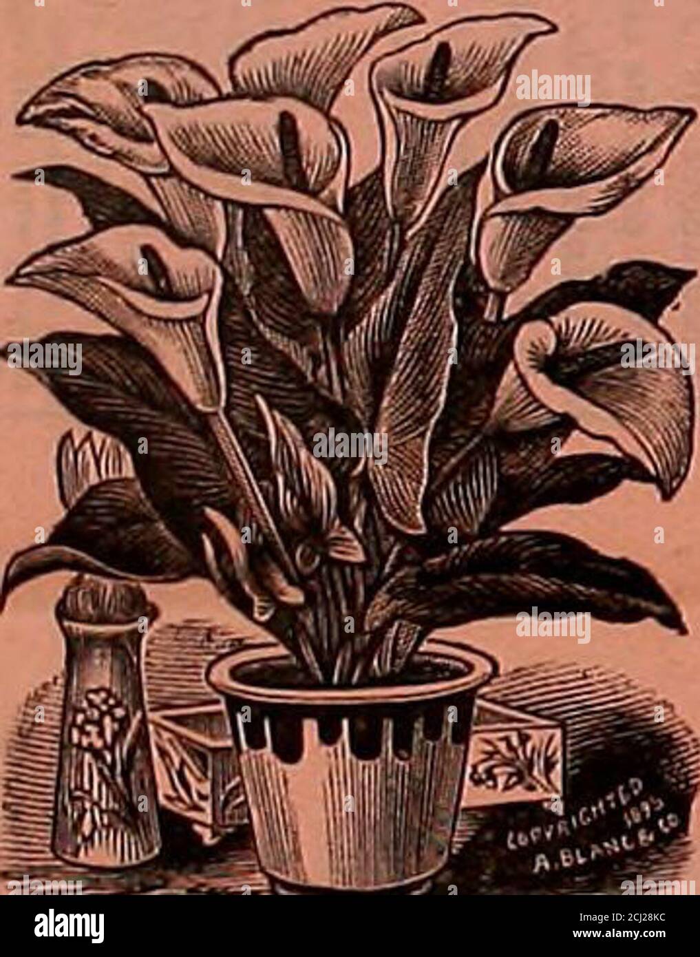 . Our new guide to rose culture : 1898 . ? Rose, Climbing Meteor Stock ...