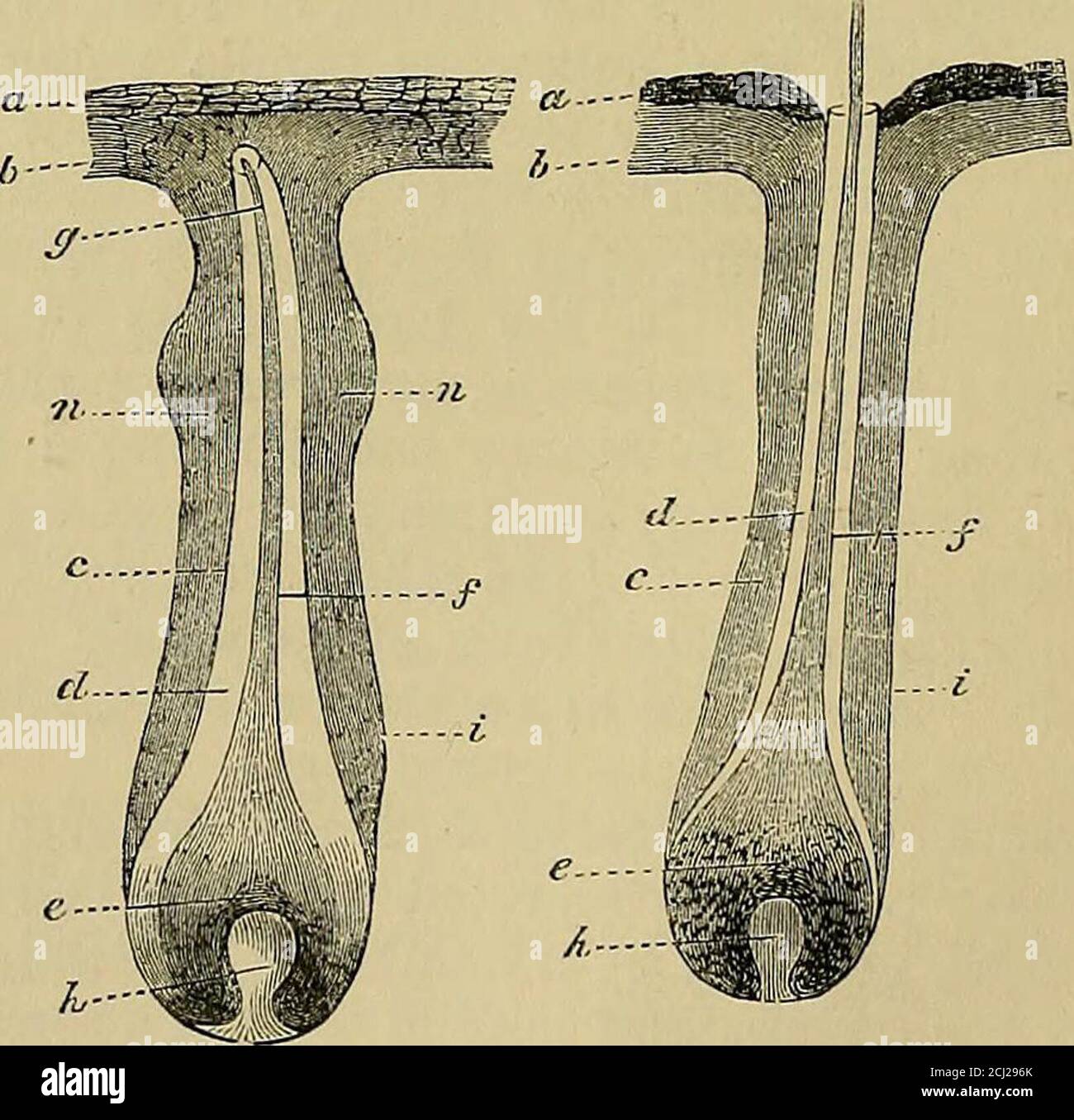 Internal root sheath hi-res stock photography and images - Alamy