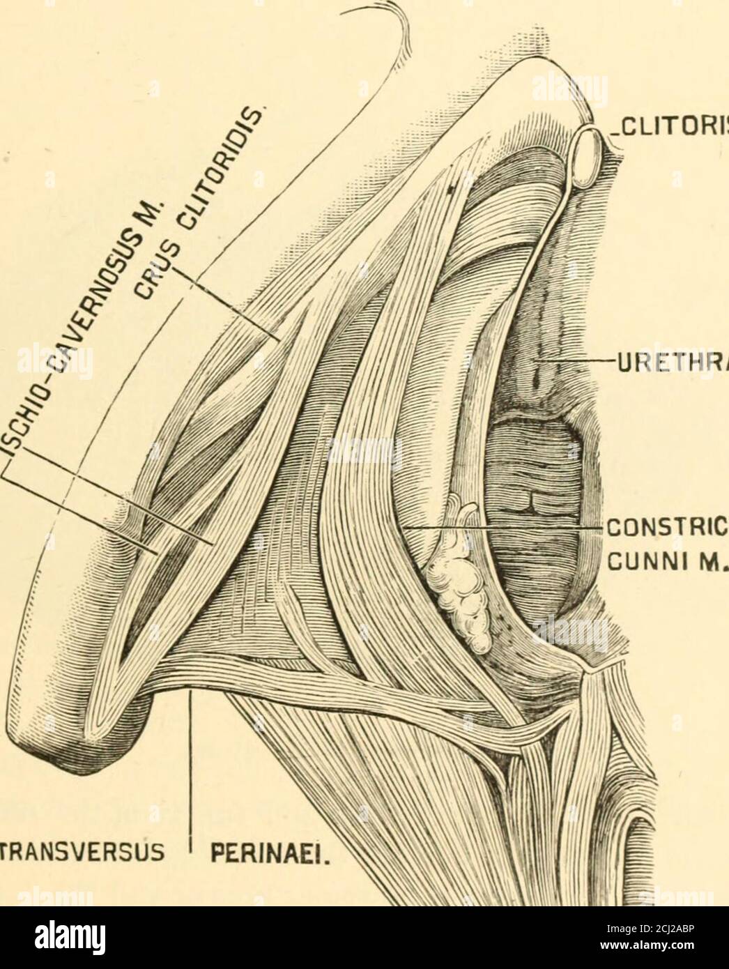 . The science and art of midwifery . Fio. 93. THREE LAYERS OFTHE ...