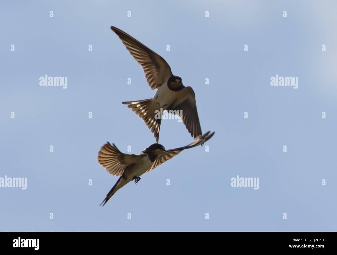 Swallow flying low hi-res stock photography and images - Alamy