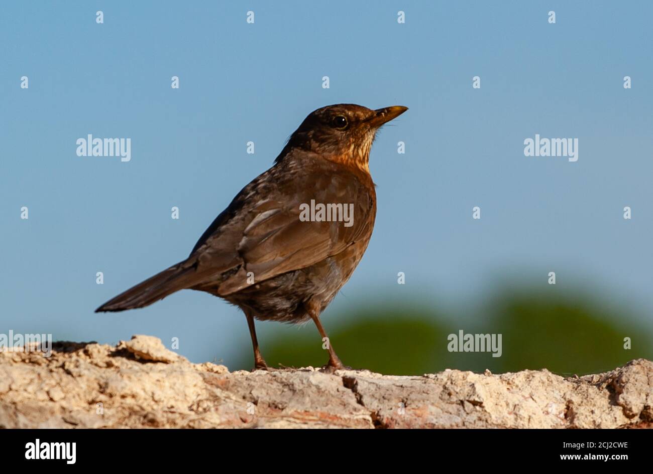 Common thrush hi-res stock photography and images - Alamy