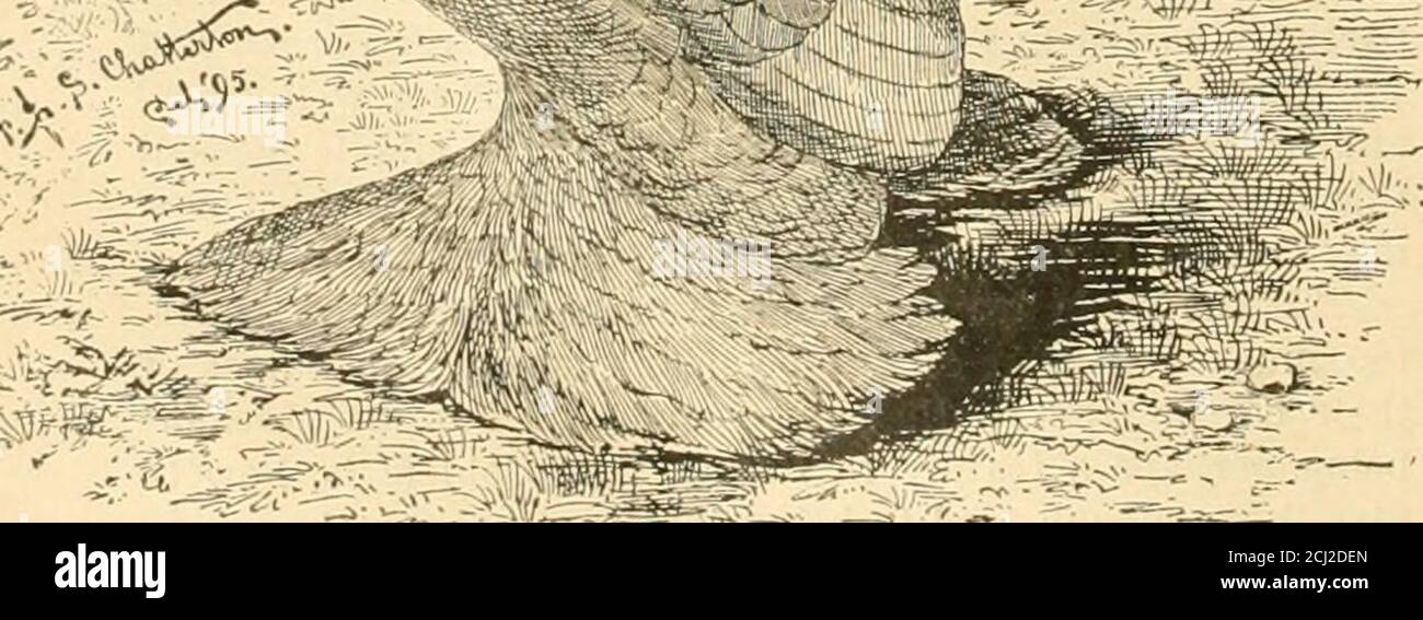 . The bantam fowl; a description of all standard breeds and varieties ...