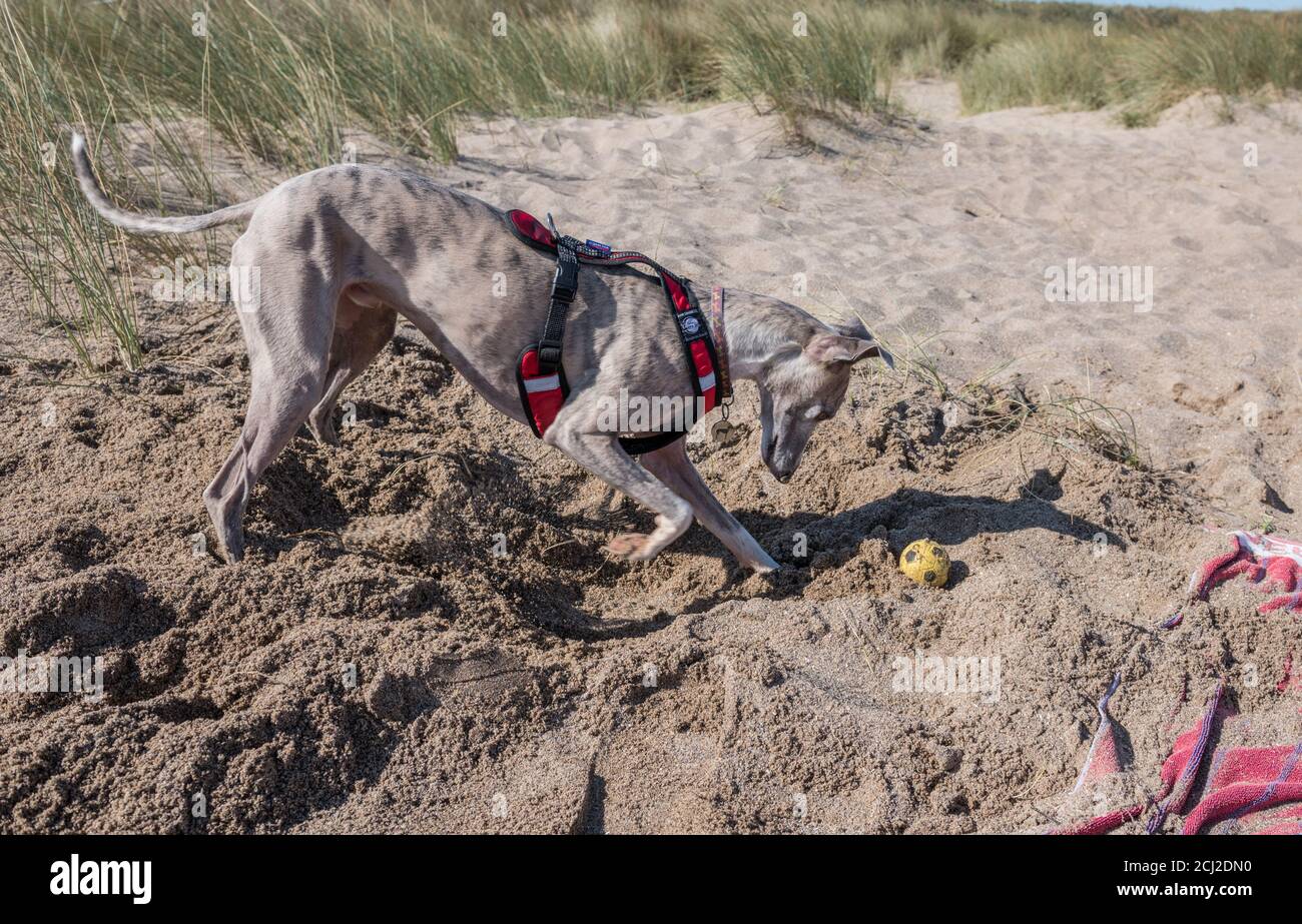 British beach ball hi-res stock photography and images - Alamy