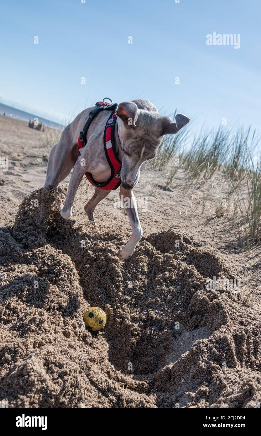 Whippet on the beach hi-res stock photography and images - Alamy