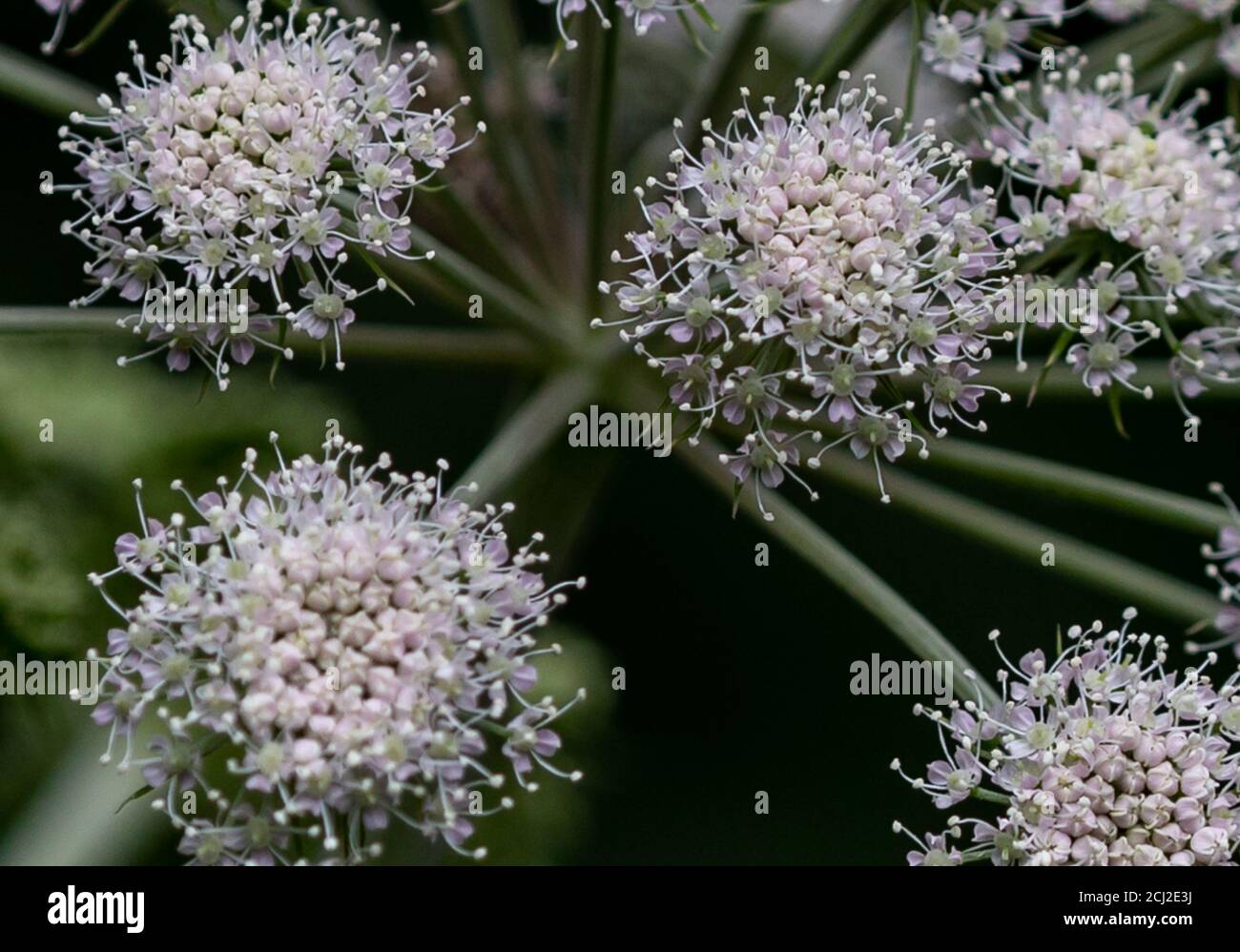 Selective focus shot of the petals of a garden angelic flower Stock ...