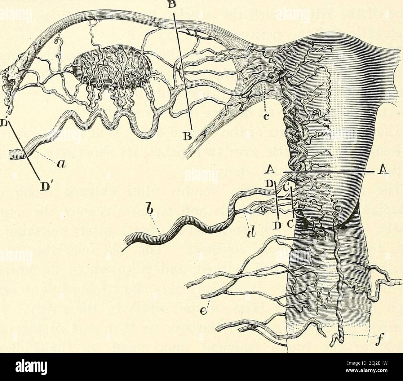 . A manual of operative surgery . varian pedicle. It is easily ...