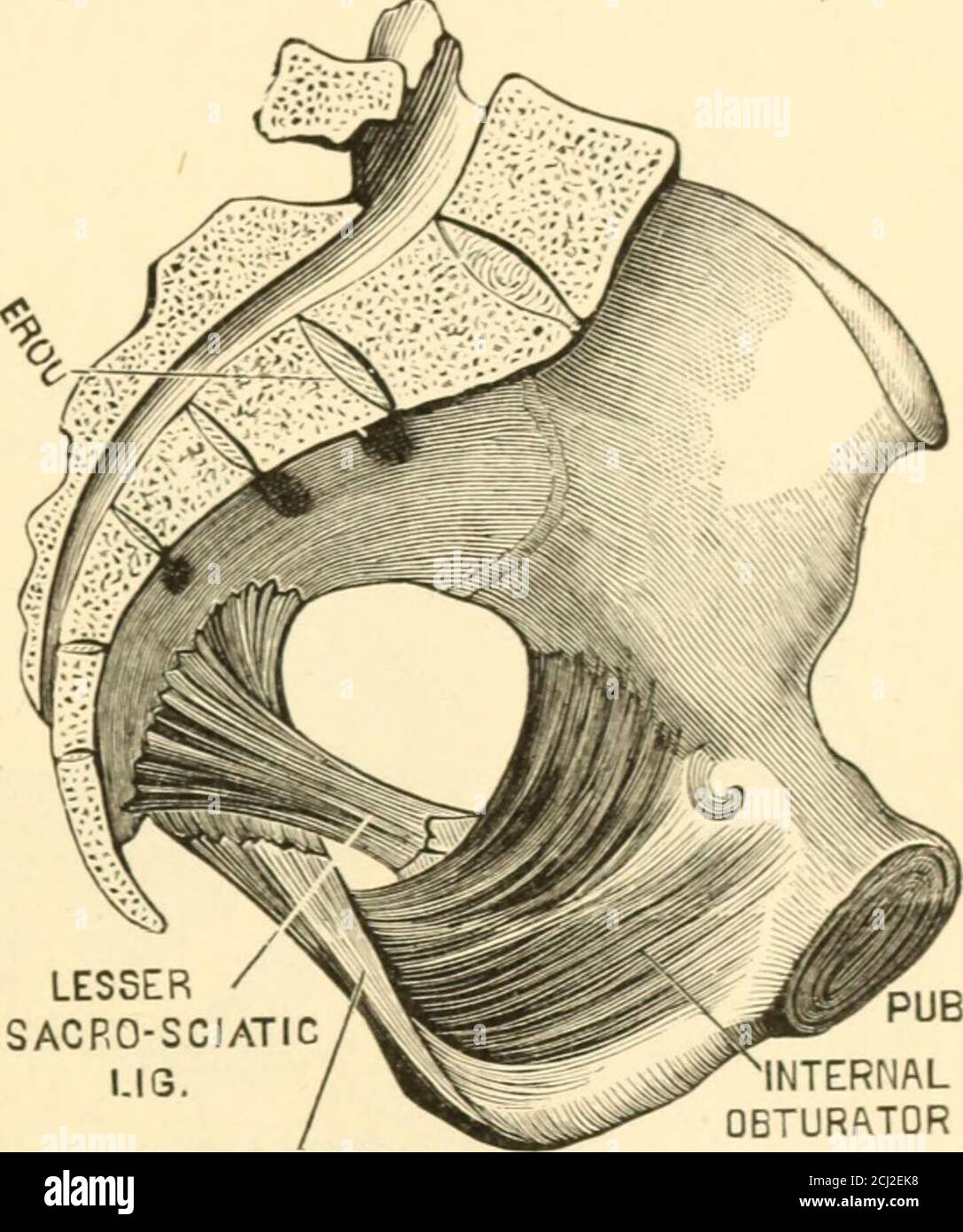 . The science and art of midwifery . st important structure which ...