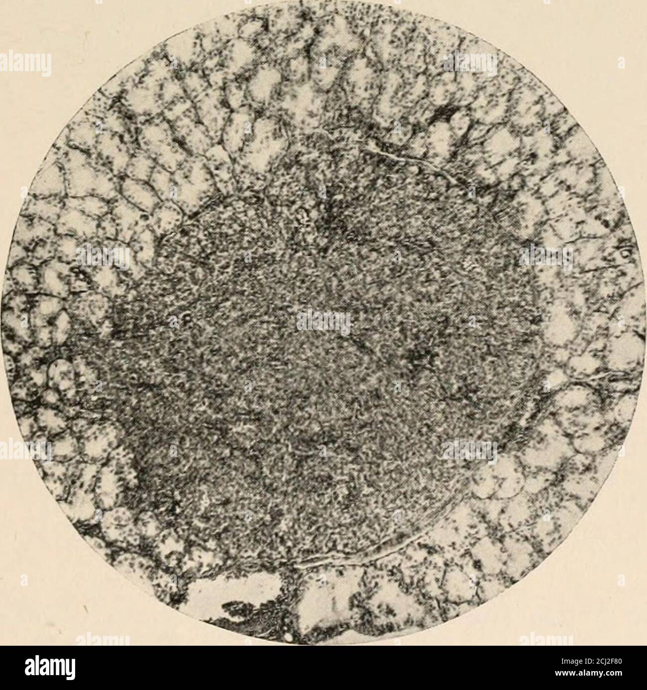 Bookidendocrineorgansi00shar hi-res stock photography and images - Alamy