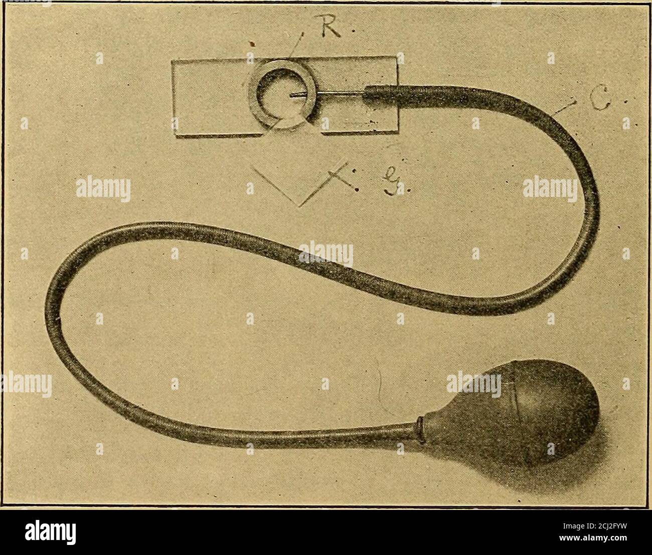 C hominis hi-res stock photography and images - Alamy
