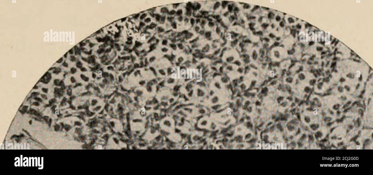 . The endocrine organs; an introduction to the study of internal ...