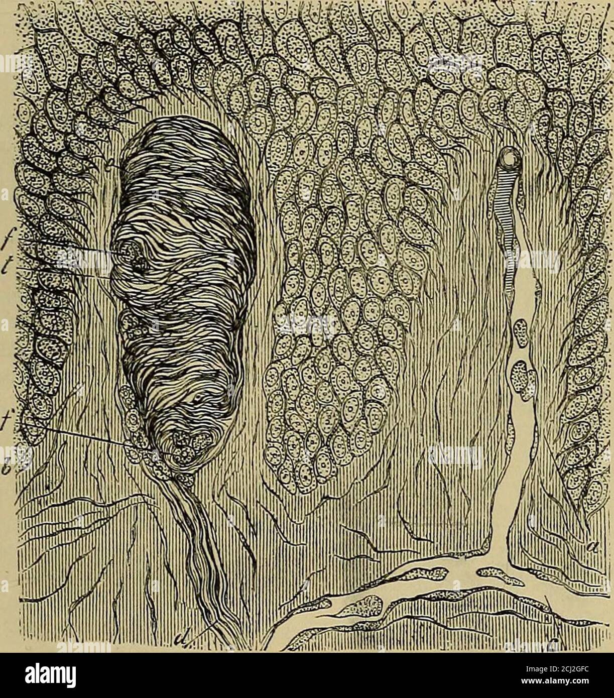 Tactile bodies hi-res stock photography and images - Alamy