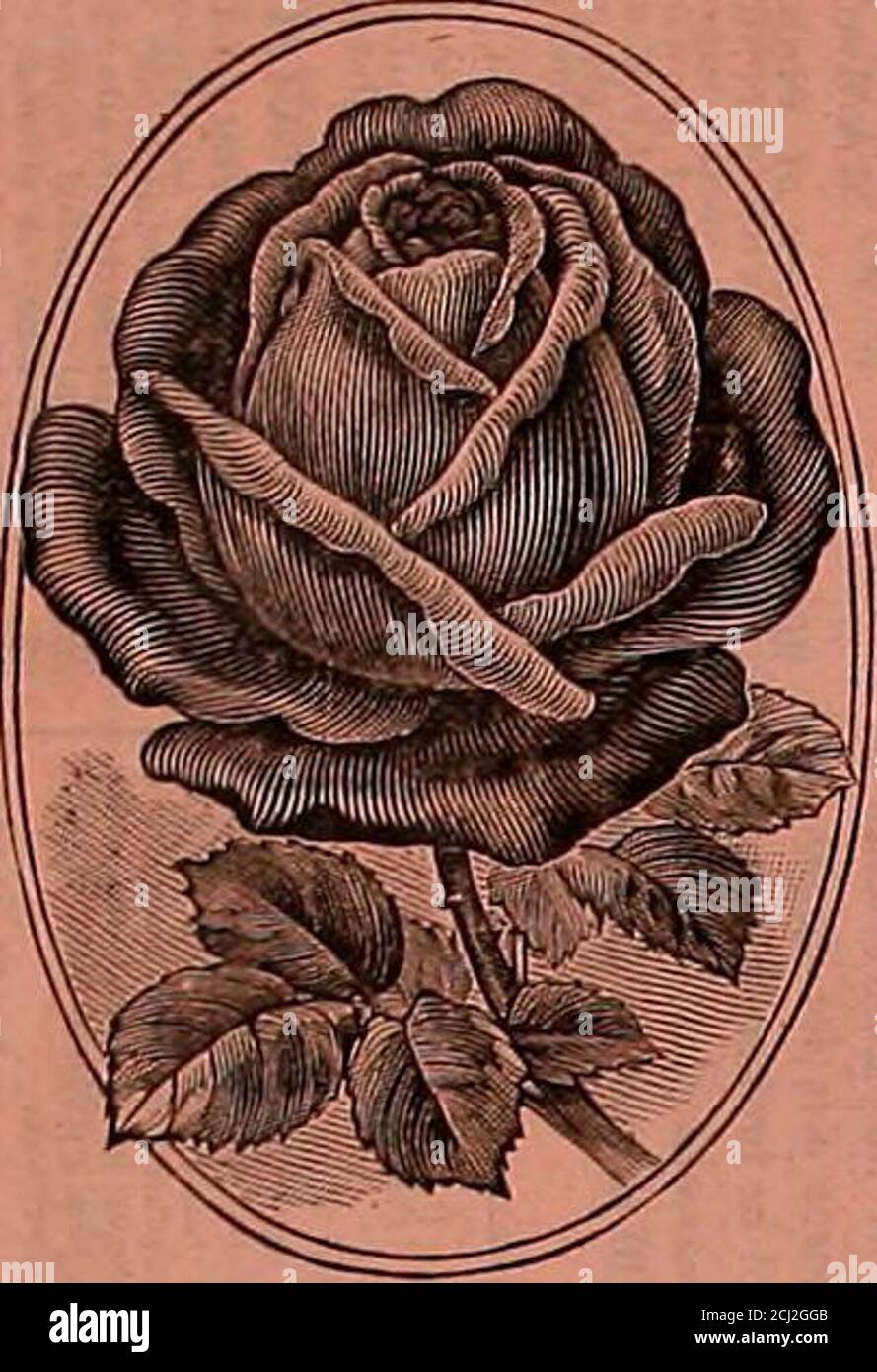 . Our new guide to rose culture : 1898 . ? Rose, Climbing Meteor Stock ...