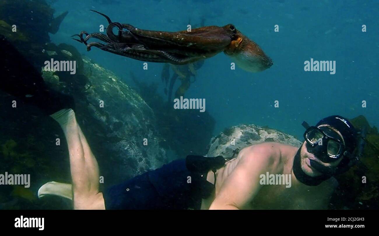 MY OCTOPUS TEACHER, Craig Foster, 2020. © Netflix / Courtesy Everett ...