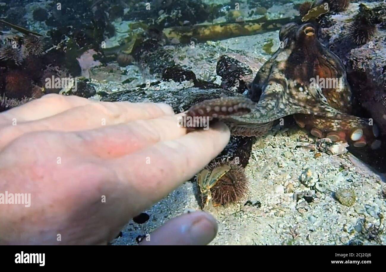 MY OCTOPUS TEACHER, Craig Foster, 2020. © Netflix / Courtesy Everett ...