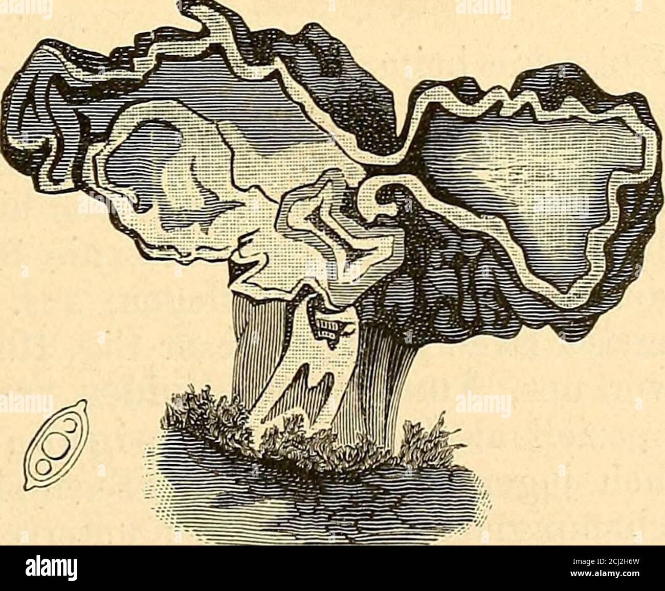 Lorchel querschnitt hi-res stock photography and images - Alamy