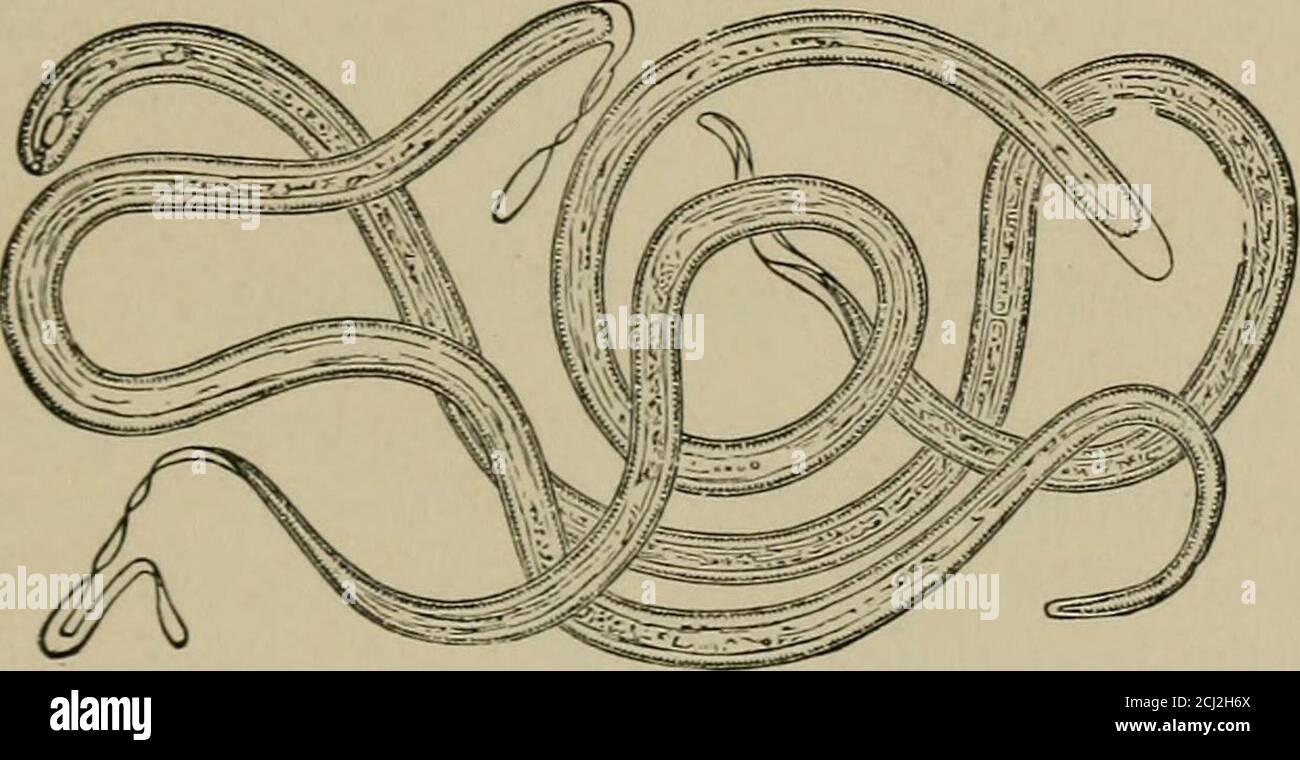 . A manual of clinical diagnosis by means of microscopical and chemical ...