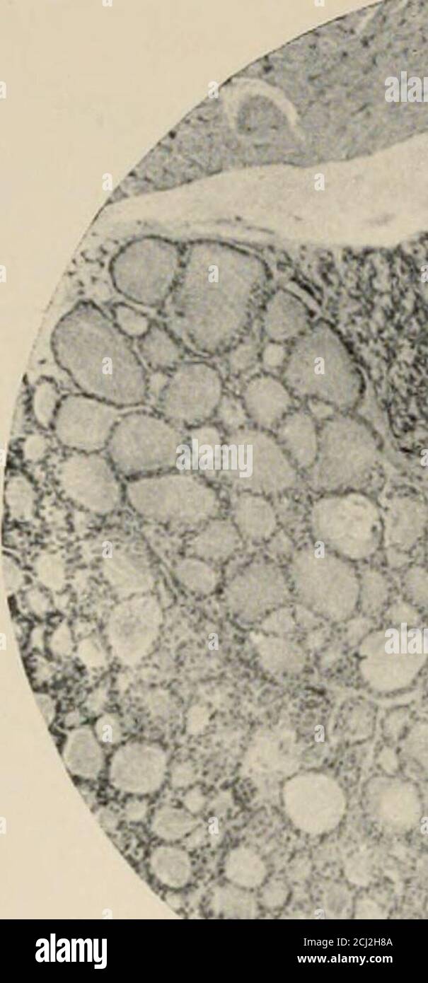 . The endocrine organs; an introduction to the study of internal ...