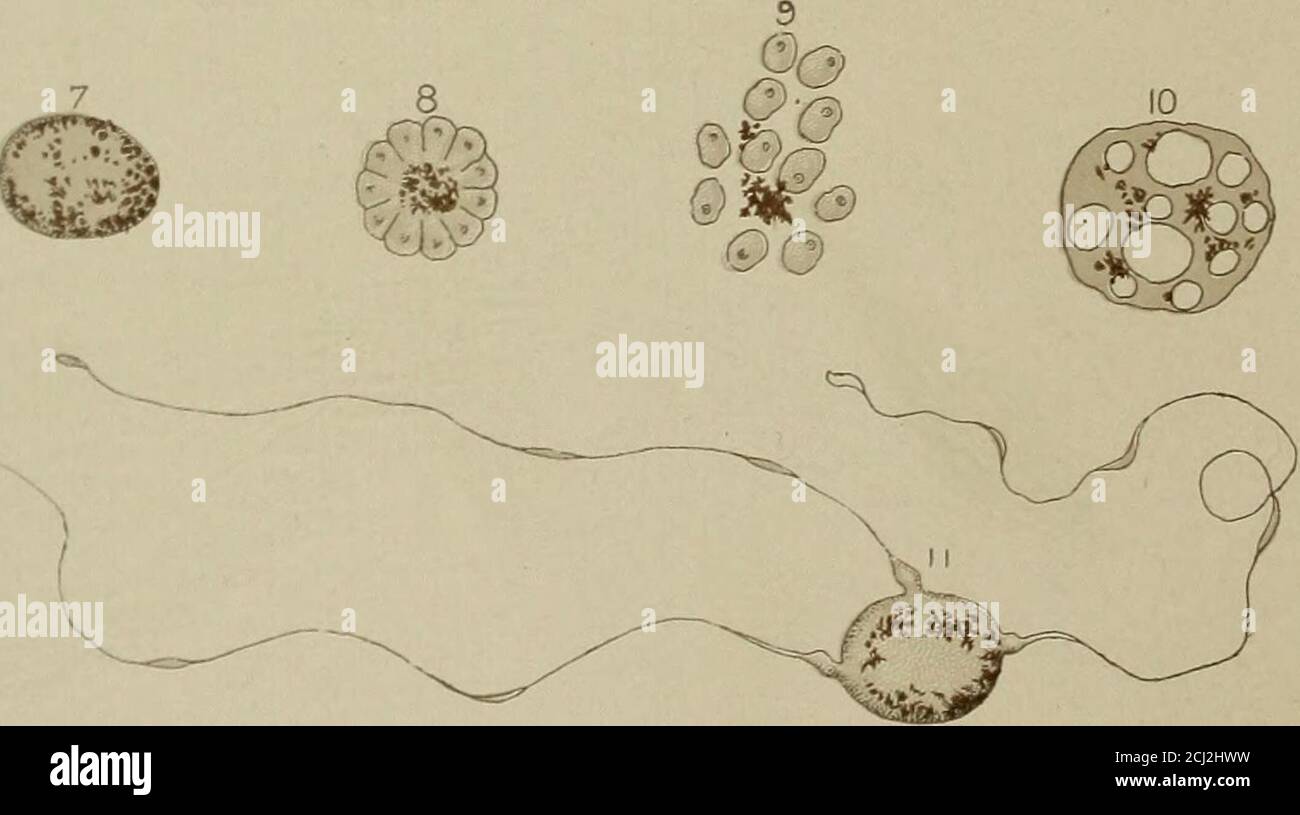 . A manual of clinical diagnosis by means of microscopical and chemical ...