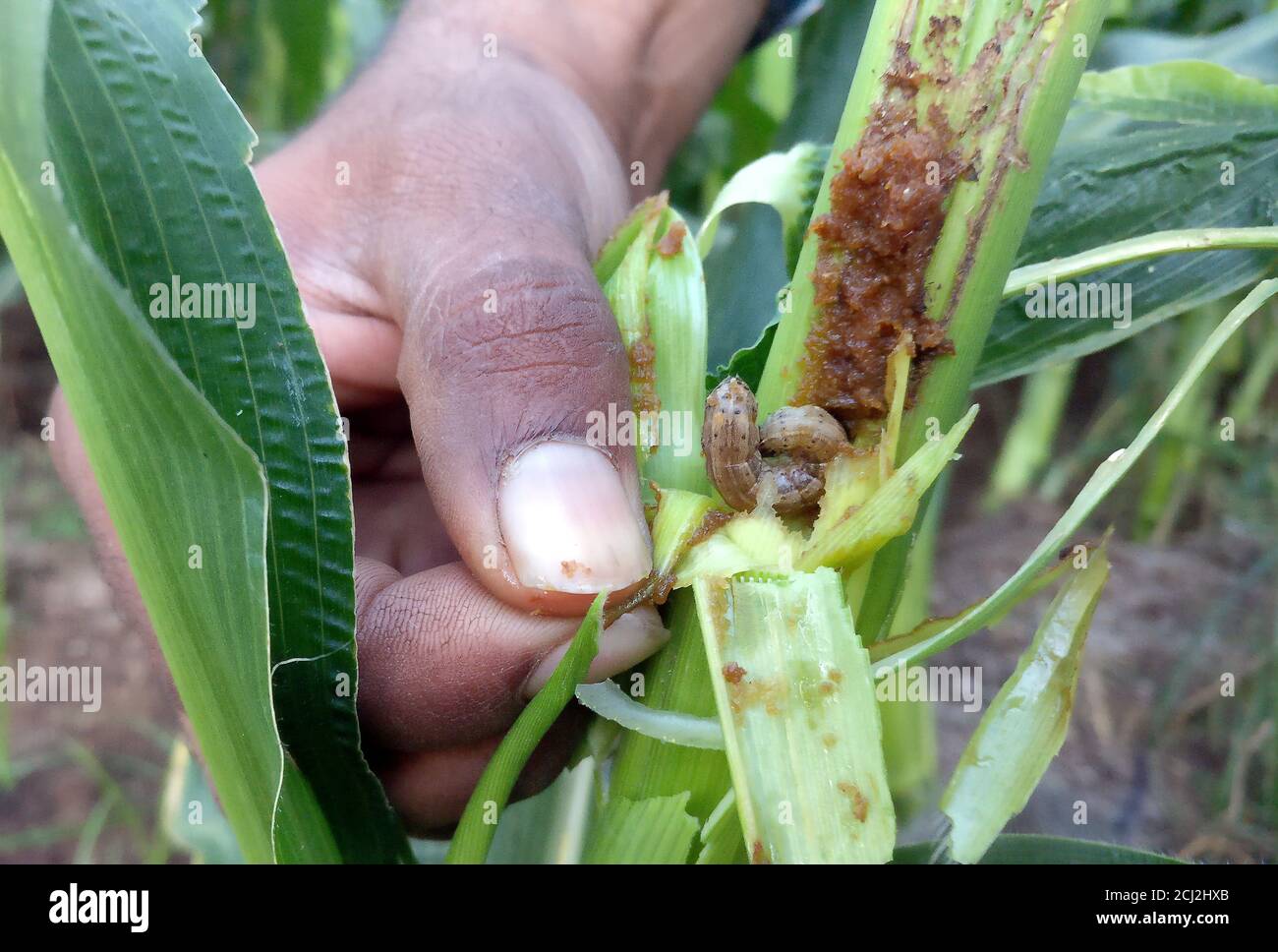 Armyworm corn hi-res stock photography and images - Alamy