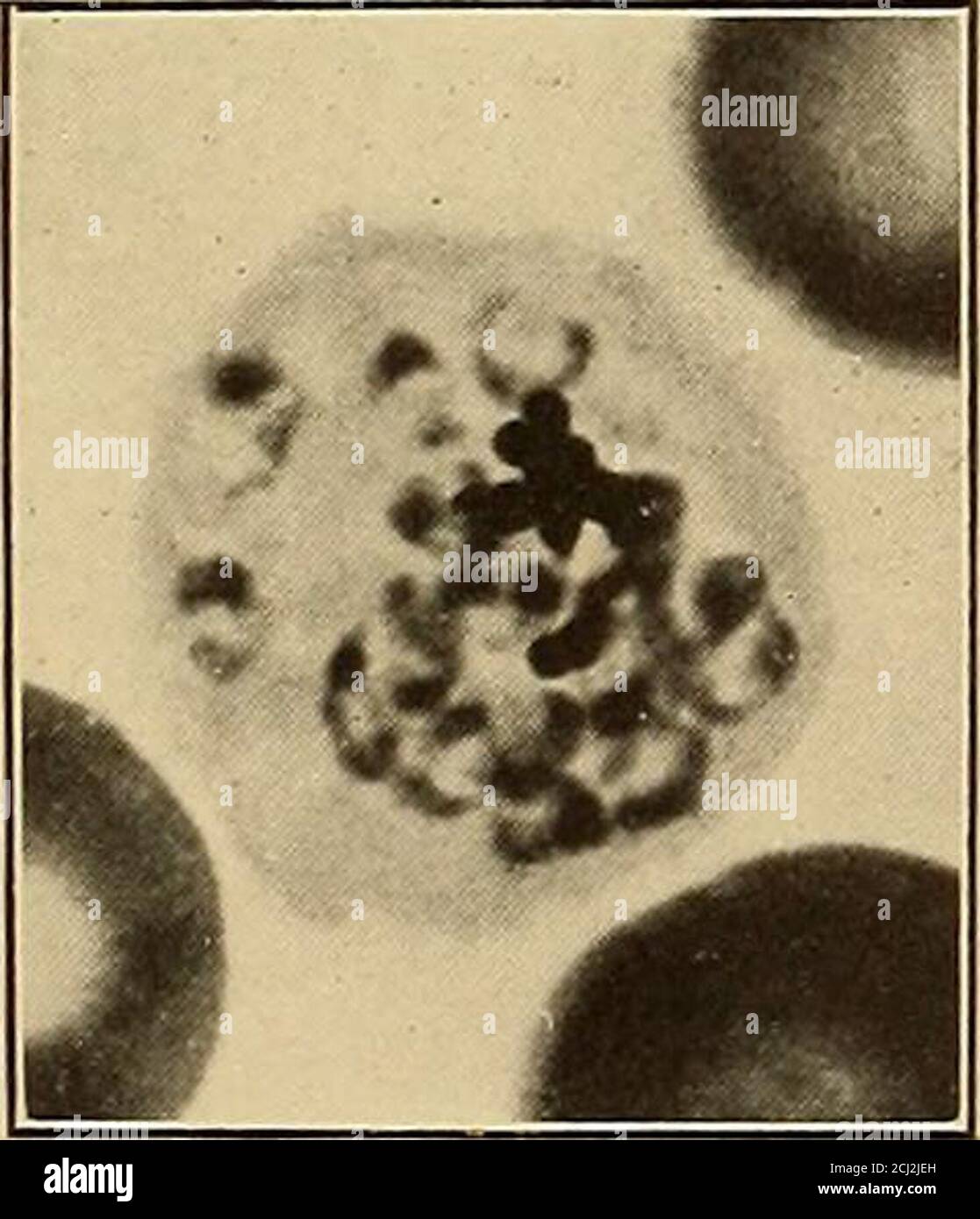 Methylene blue human hi-res stock photography and images - Alamy