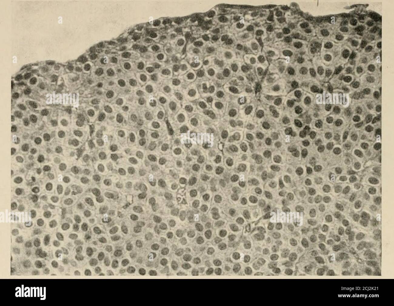 . The endocrine organs; an introduction to the study of internal ...