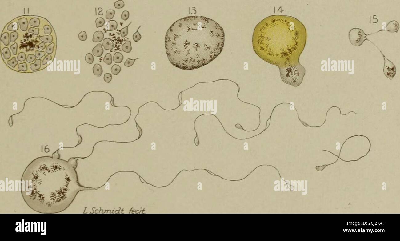 . A manual of clinical diagnosis by means of microscopical and chemical ...