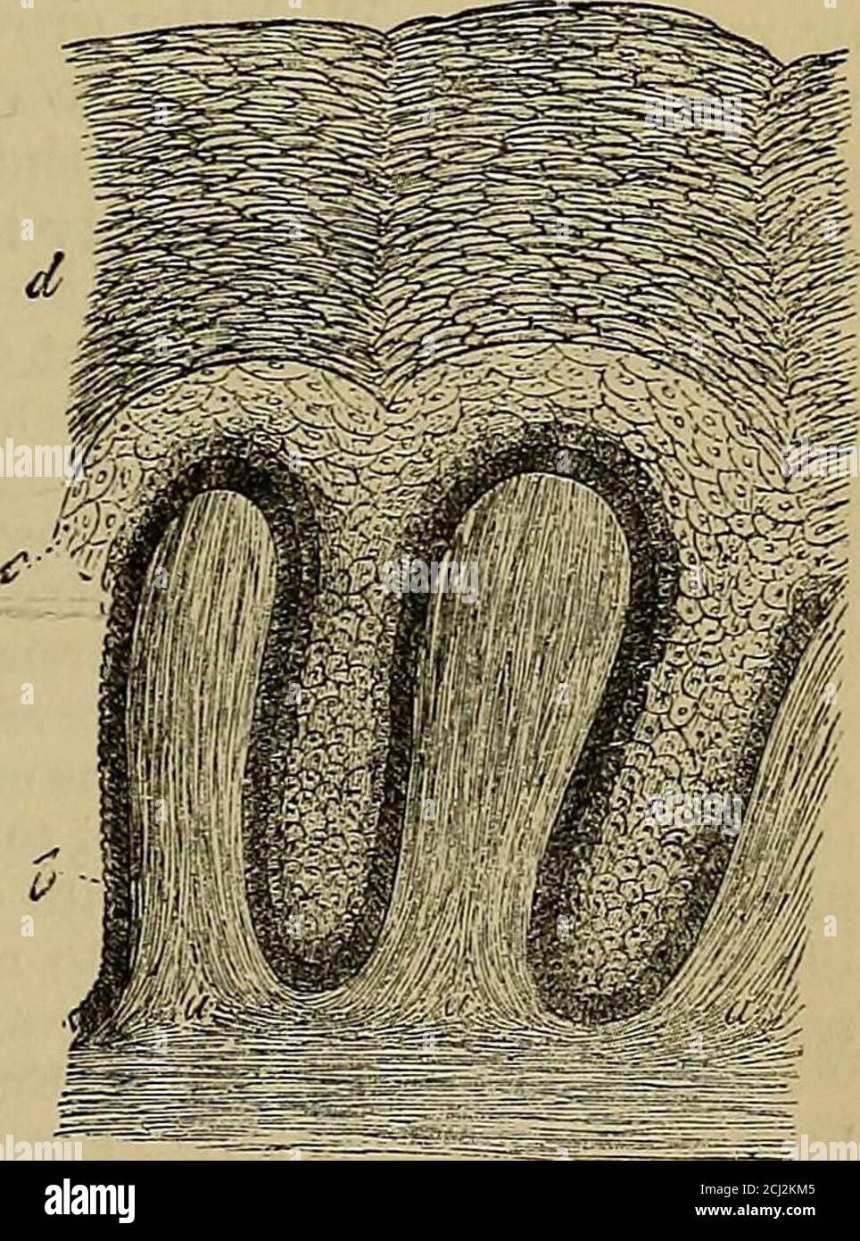 . Quain's elements of anatomy . cells (Bizzozero). These so-called ...