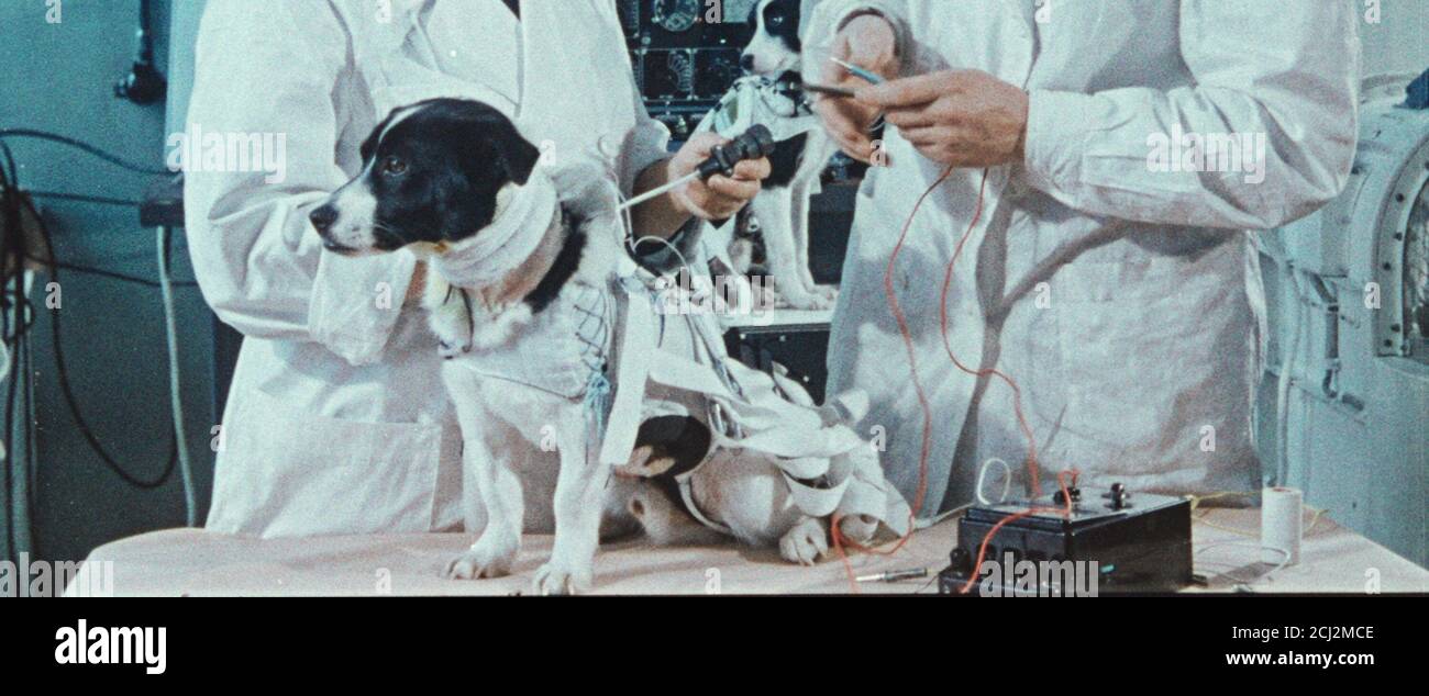 SPACE DOGS, Laika, the stray dog chosen as the first mammal to go into ...