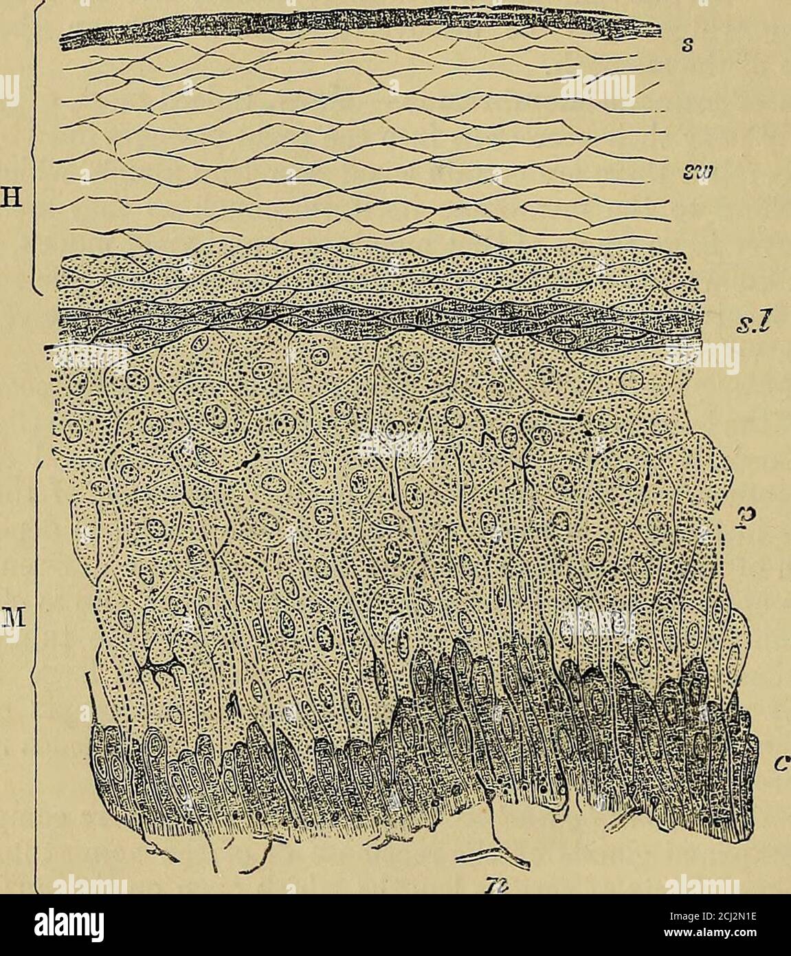 Mucus Membranes High Resolution Stock Photography and Images - Alamy