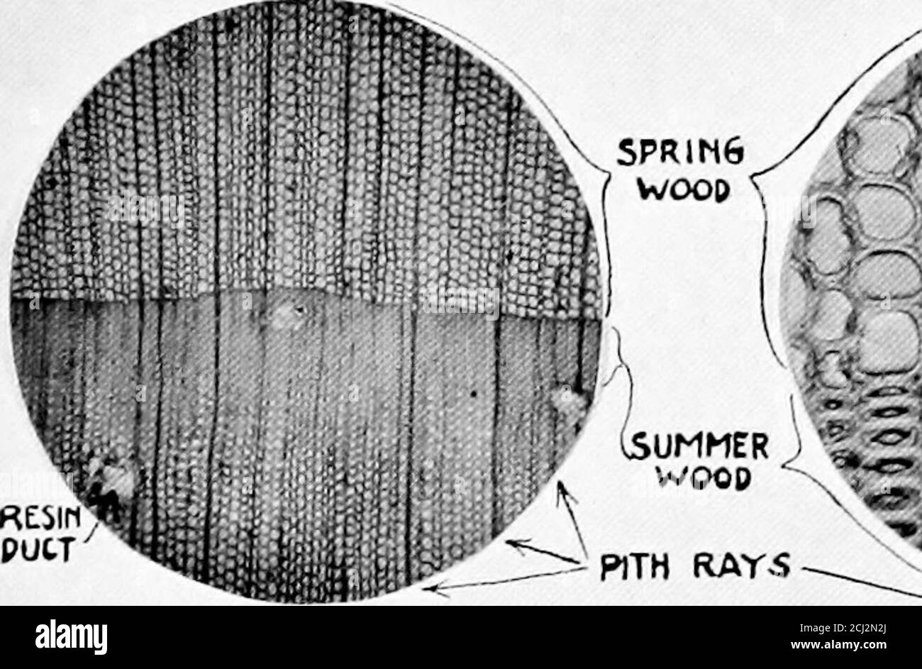 . Wood and forest . fluids between the two cells. In across-section the ...
